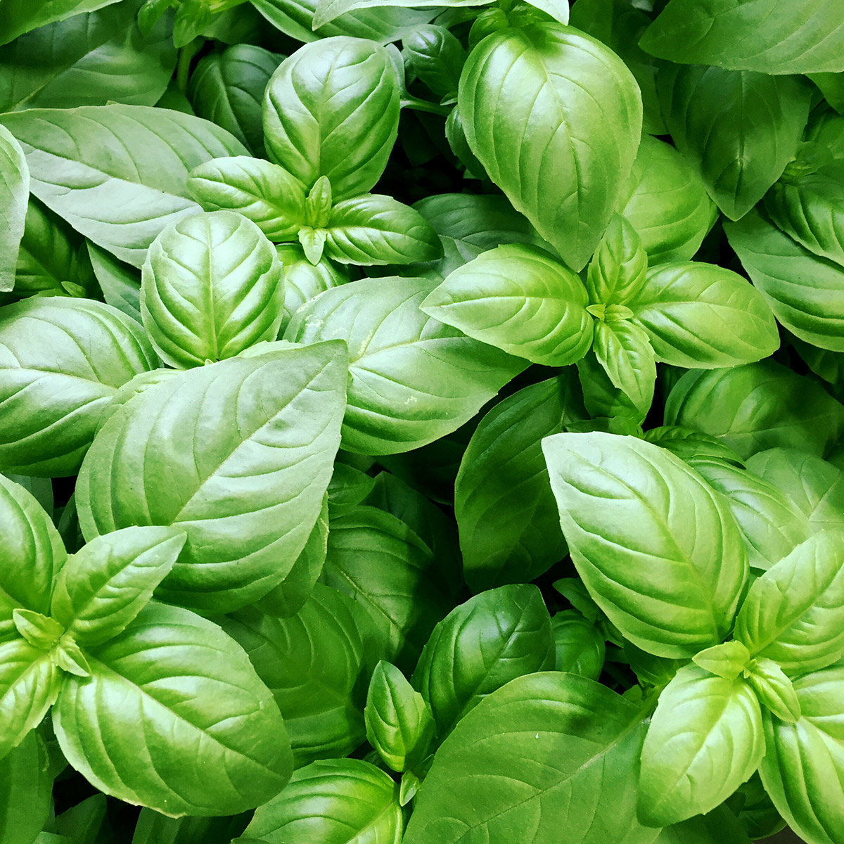 Sydney Markets Fresh Fruit Vegetable & Flower Report - Sydney Markets